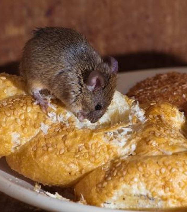 Mice, Rats & Rodents Pest Control – Topoint Builder